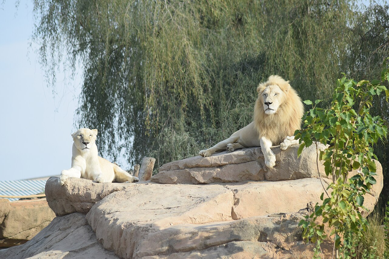 Al Ain Zoo - Roamalot